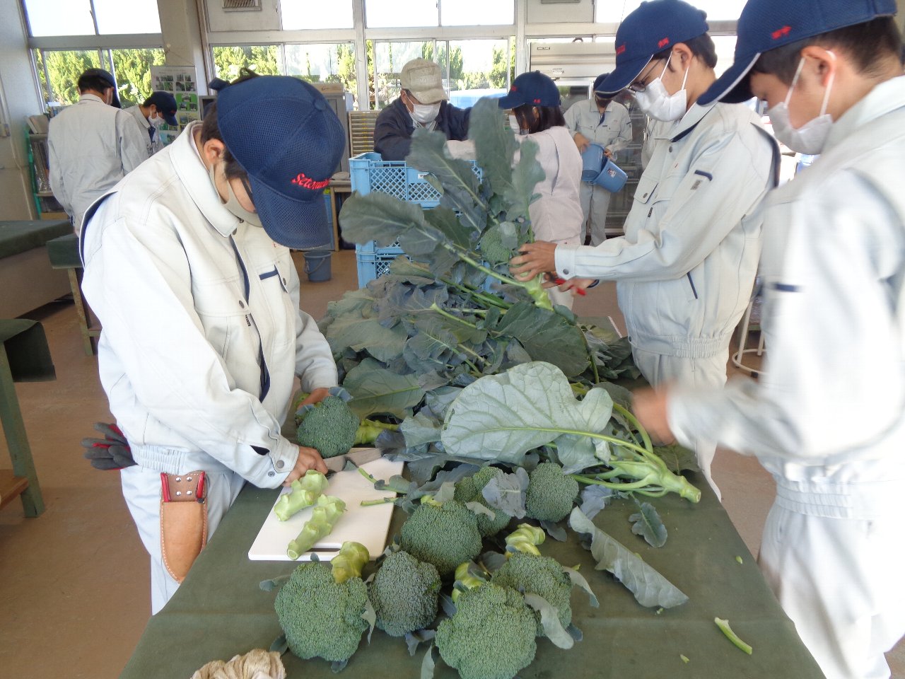 野菜だよりVol．127 2年生総合実習 | 岡山県立瀬戸南高等学校