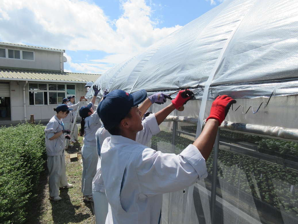 草花だより35話「寒冷紗はずし・イネの青刈り」 | 岡山県立瀬戸南高等学校
